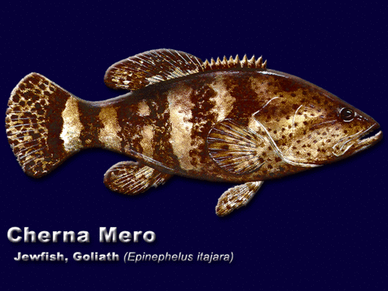 Los meros en el Mar Caribe venezolano | Meer