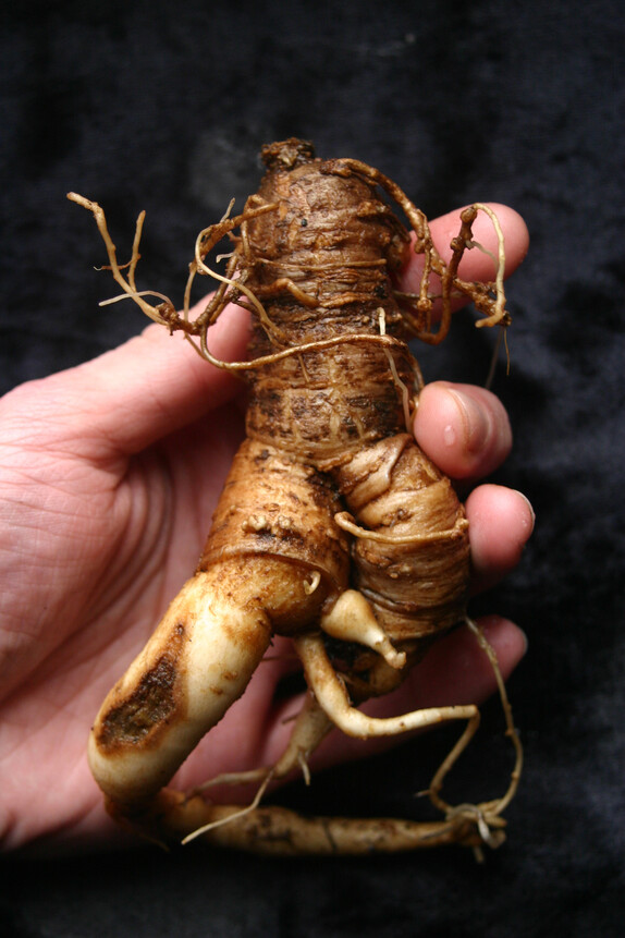 La mandragora | Meer