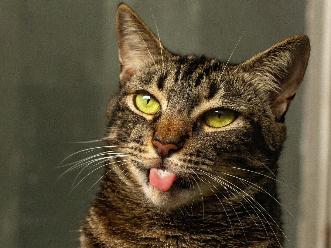 Il gatto di Céline | Meer