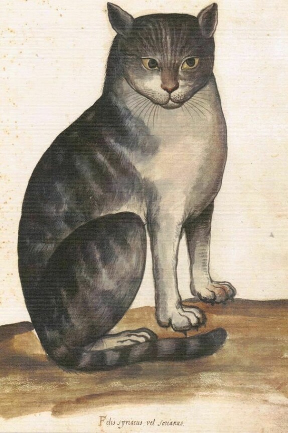 Giorgio Celli, tra scienza e sensitività animale | Meer