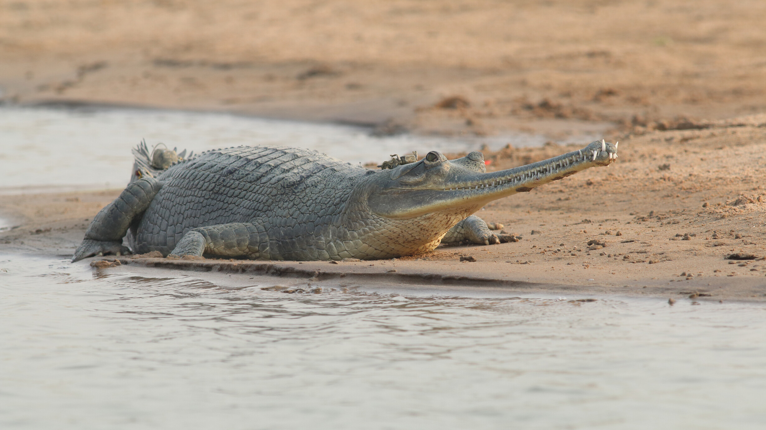 Ecology of the Gharials | Meer
