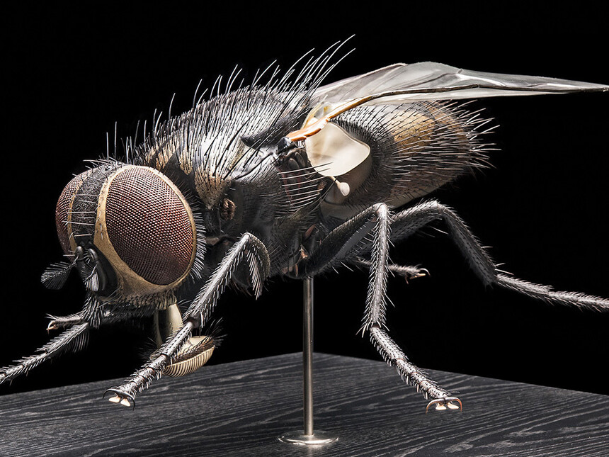 Keller’s Insect Models. Courtesy of Museum für Naturkunde | Museum für ...