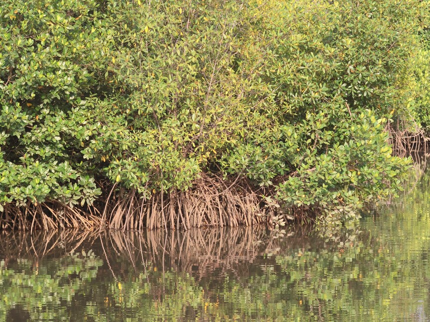 Birdwatching in Kotu, Gambia: birds and beaches | Meer