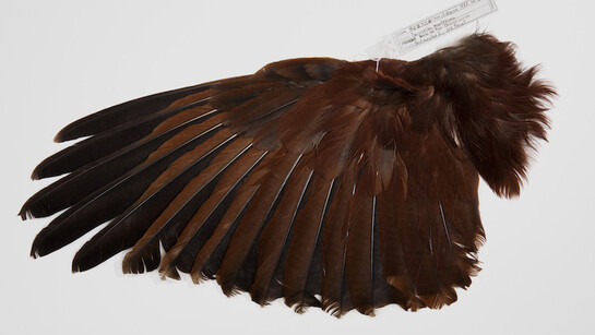 Rebeca Méndez | Meer