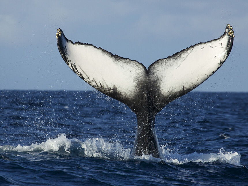 Hope for Humpbacks | Meer