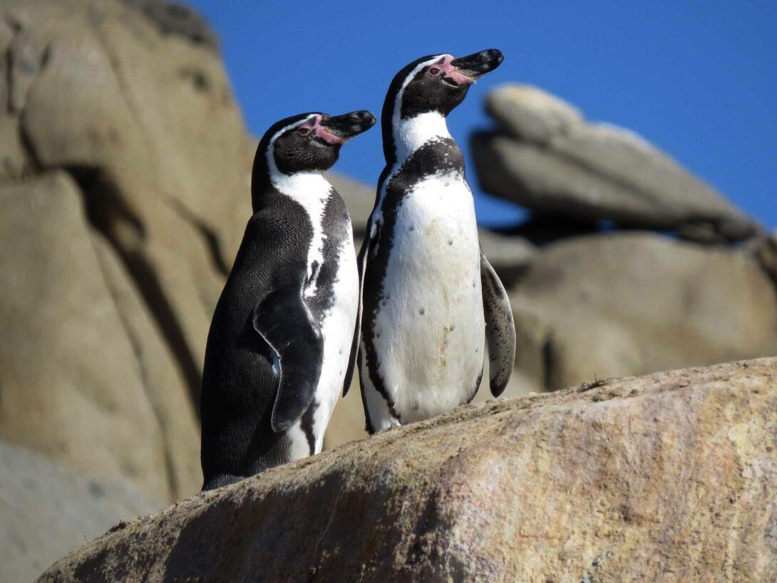 Punta de Choros: un lugar único frente al océano pacífico | Meer
