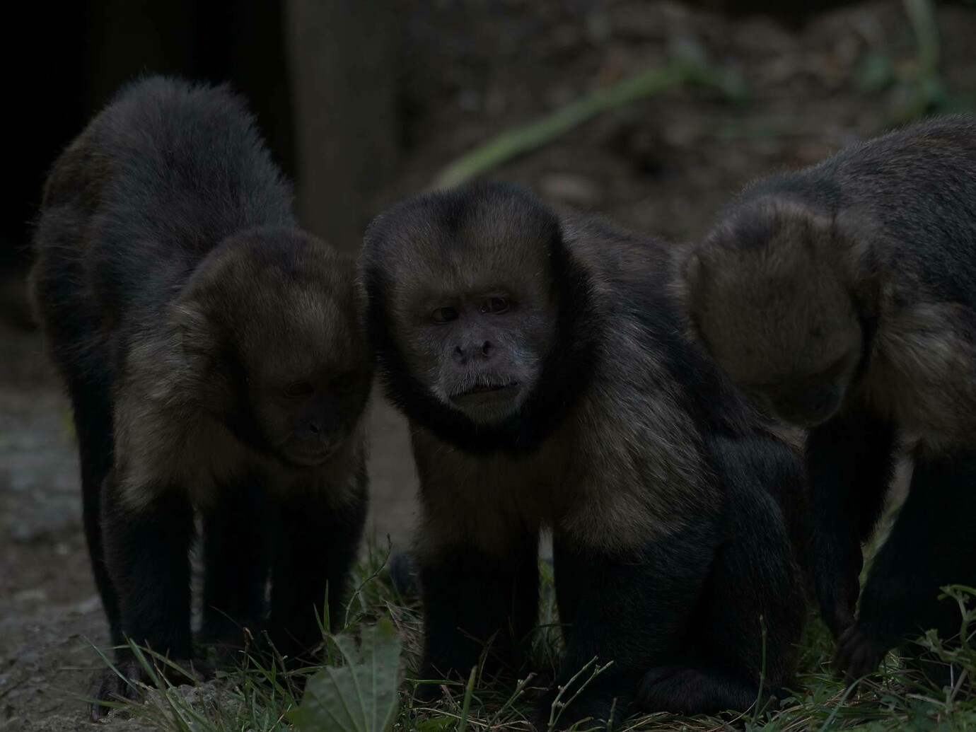 Food cooperation in monkeys | Meer