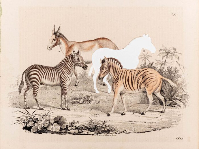 Brandon Ballengée. L’art de la solitude | Meer