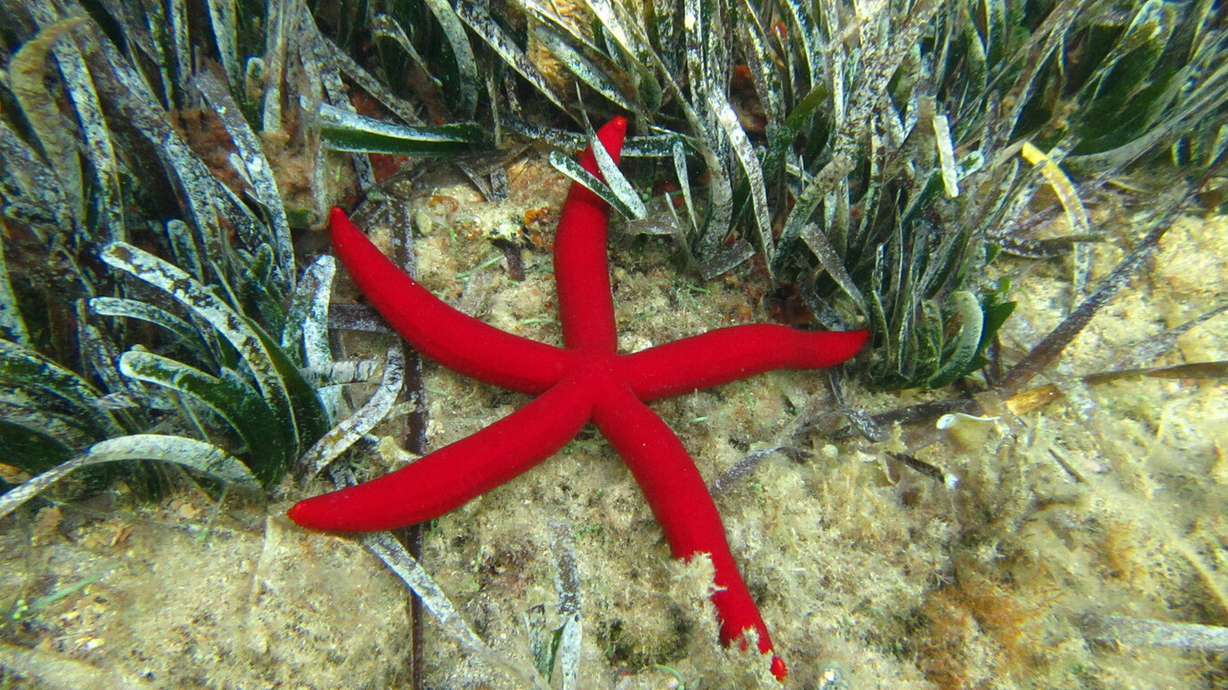 Gli Echinodermi | Meer