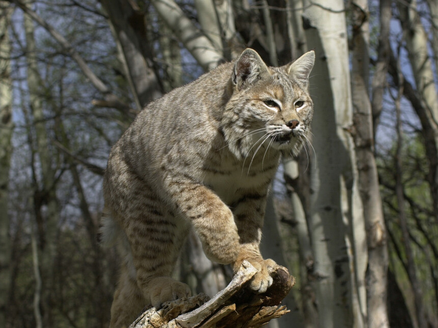 Swatworth: the trials of a bobcat | Meer