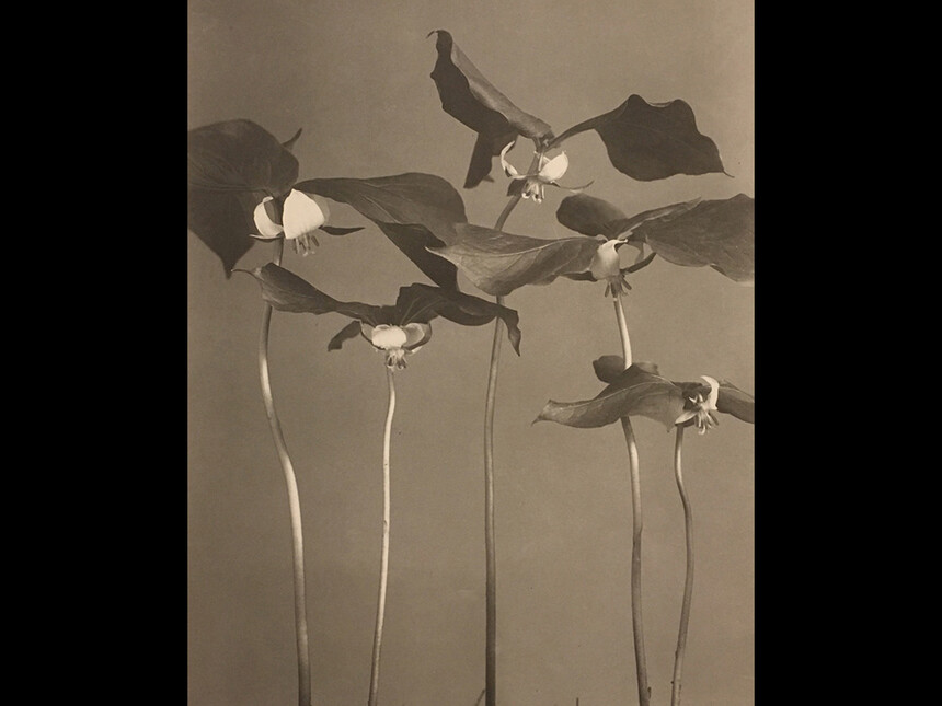 Kate Furbish and Edwin Hale Lincoln | Meer