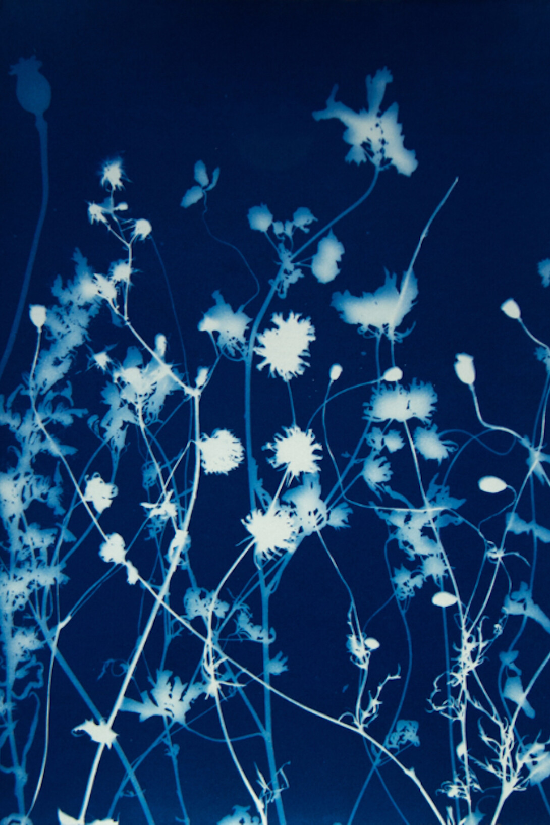 Pipo Nguyen-duy | Meer