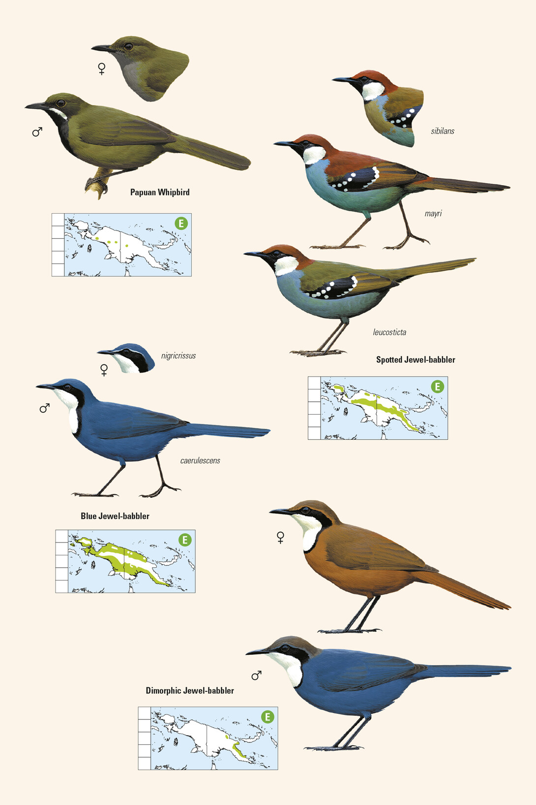 New Guinea: Birds, Books and Famous Writers | Meer