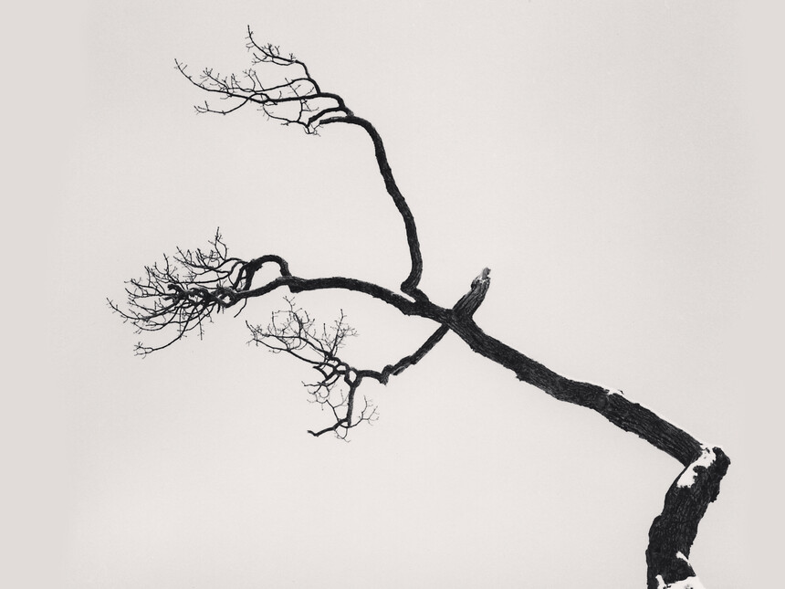 Philosopher's Tree | Meer