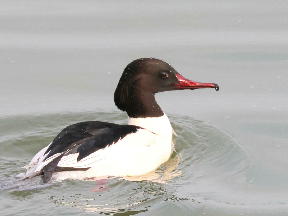 Birdwatching in Abberton Reservoir, England | Meer