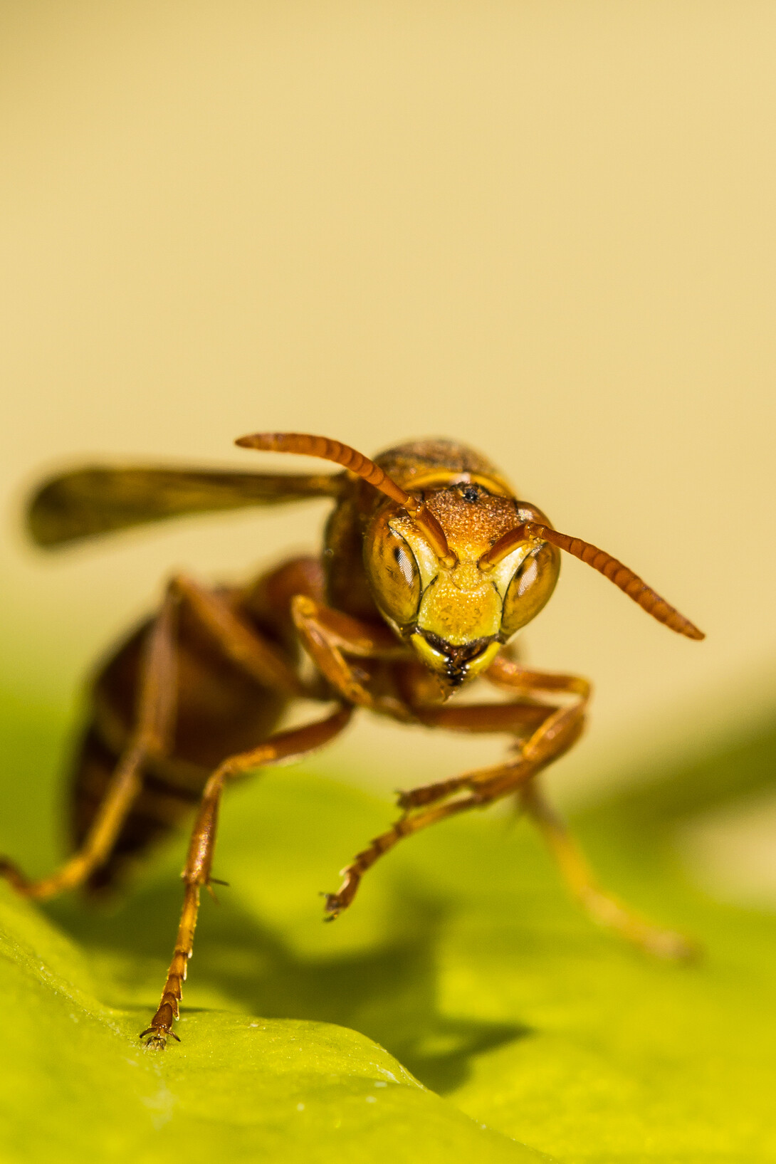 The Minuscule World | Meer