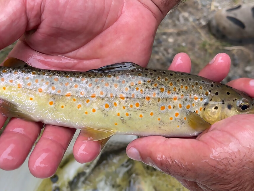 The Black Sea trout in a posthuman age | Meer