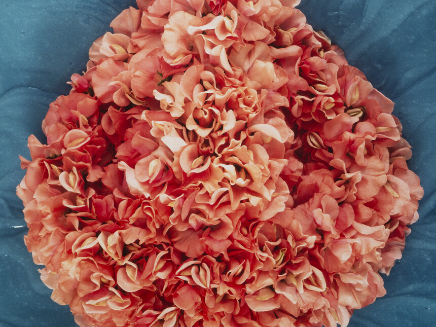 Helen Chadwick. Bad Blooms | Meer