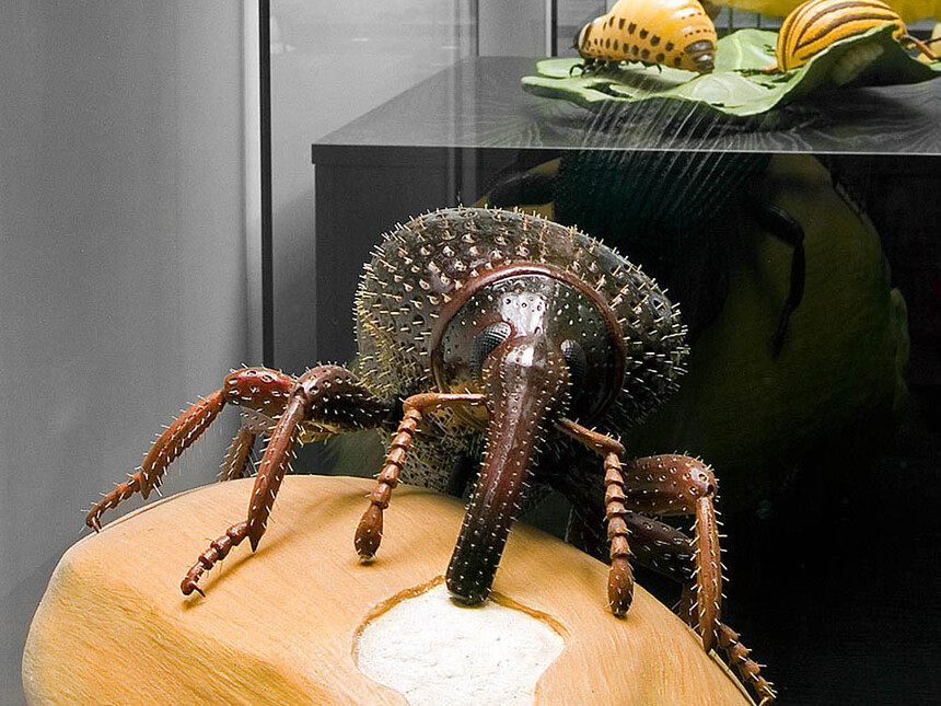 Keller’s Insect Models. Courtesy of Museum für Naturkunde | Museum für ...