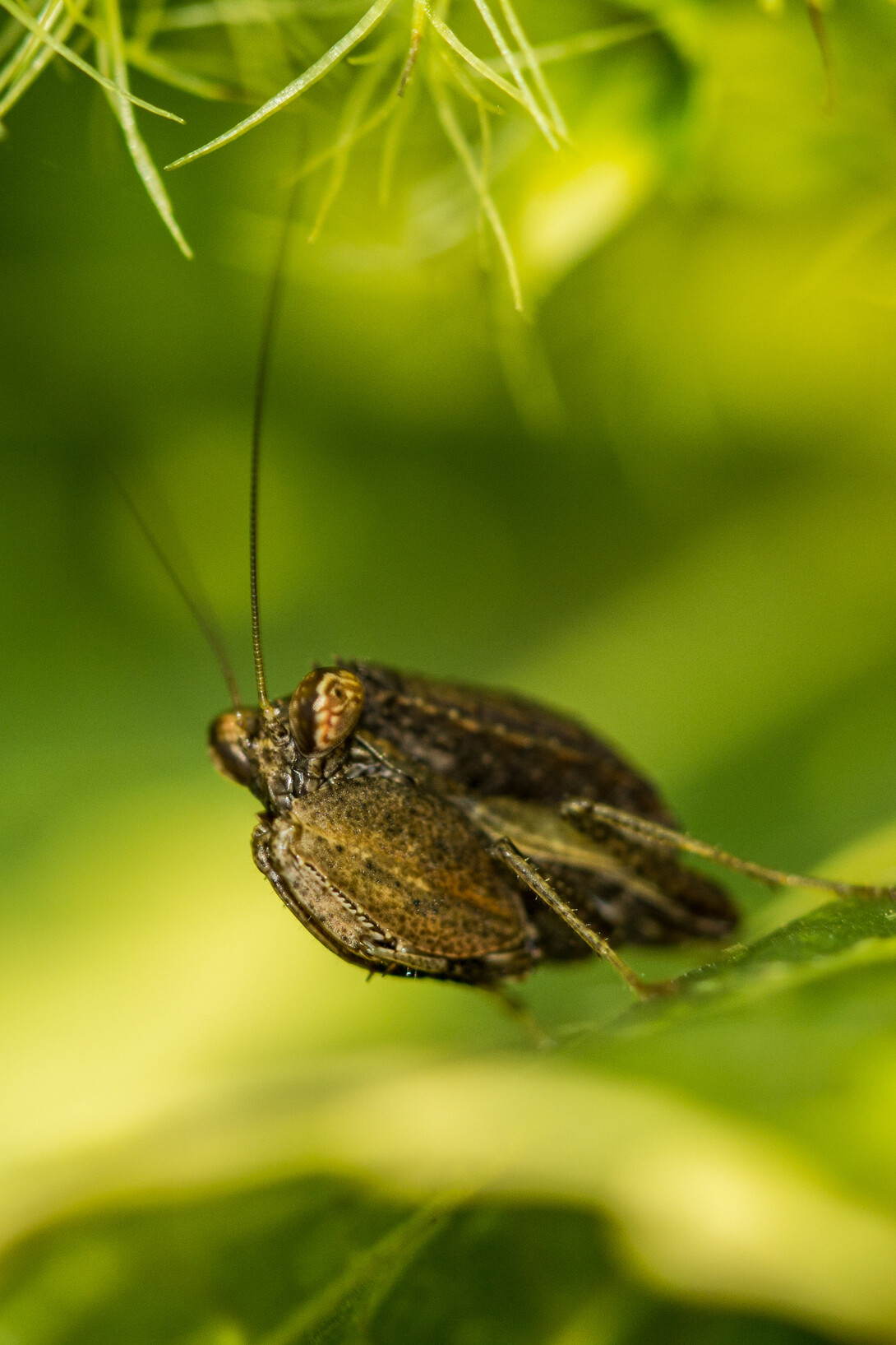 The Minuscule World | Meer