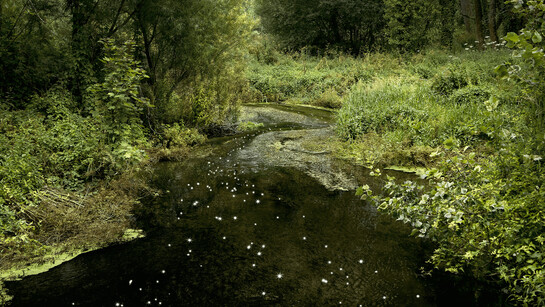 Ellie Davies. Into the woods | Meer