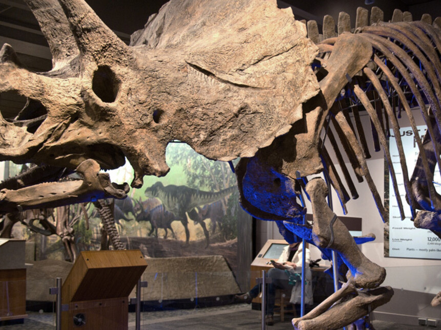 Colossal Fossil | Meer