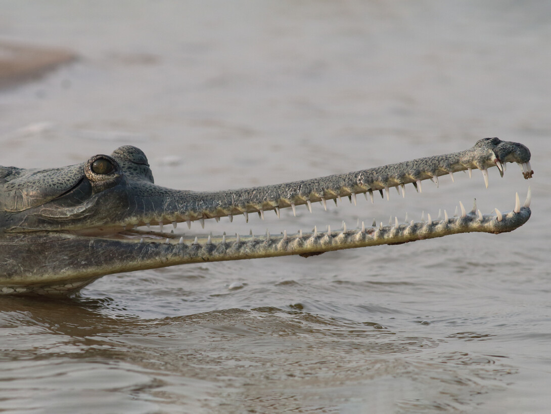 Ecology of the Gharials | Meer