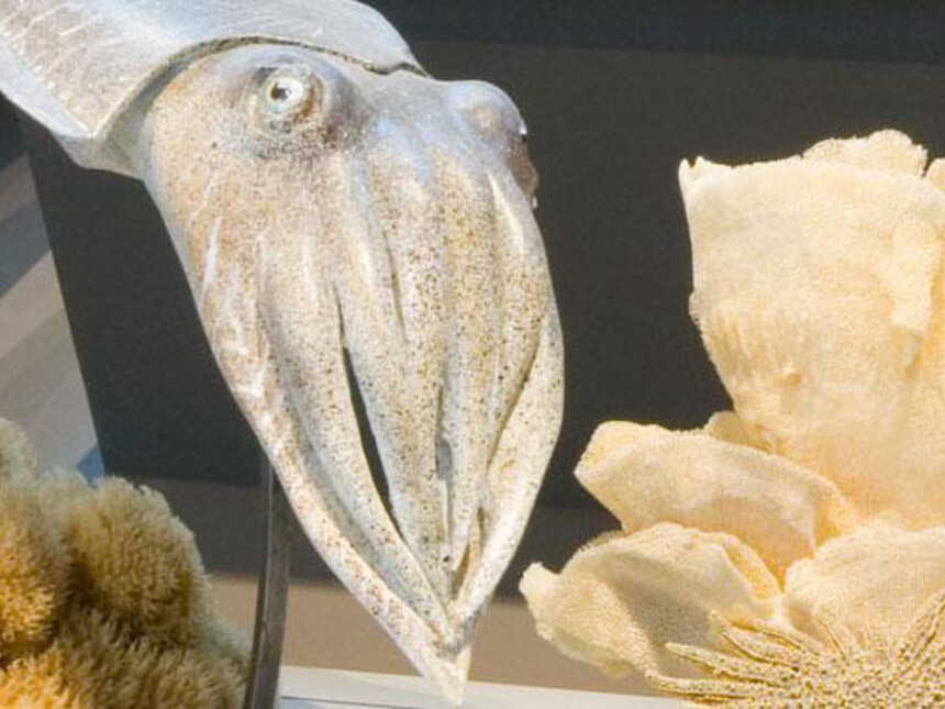 Gallery of Evolution | Meer