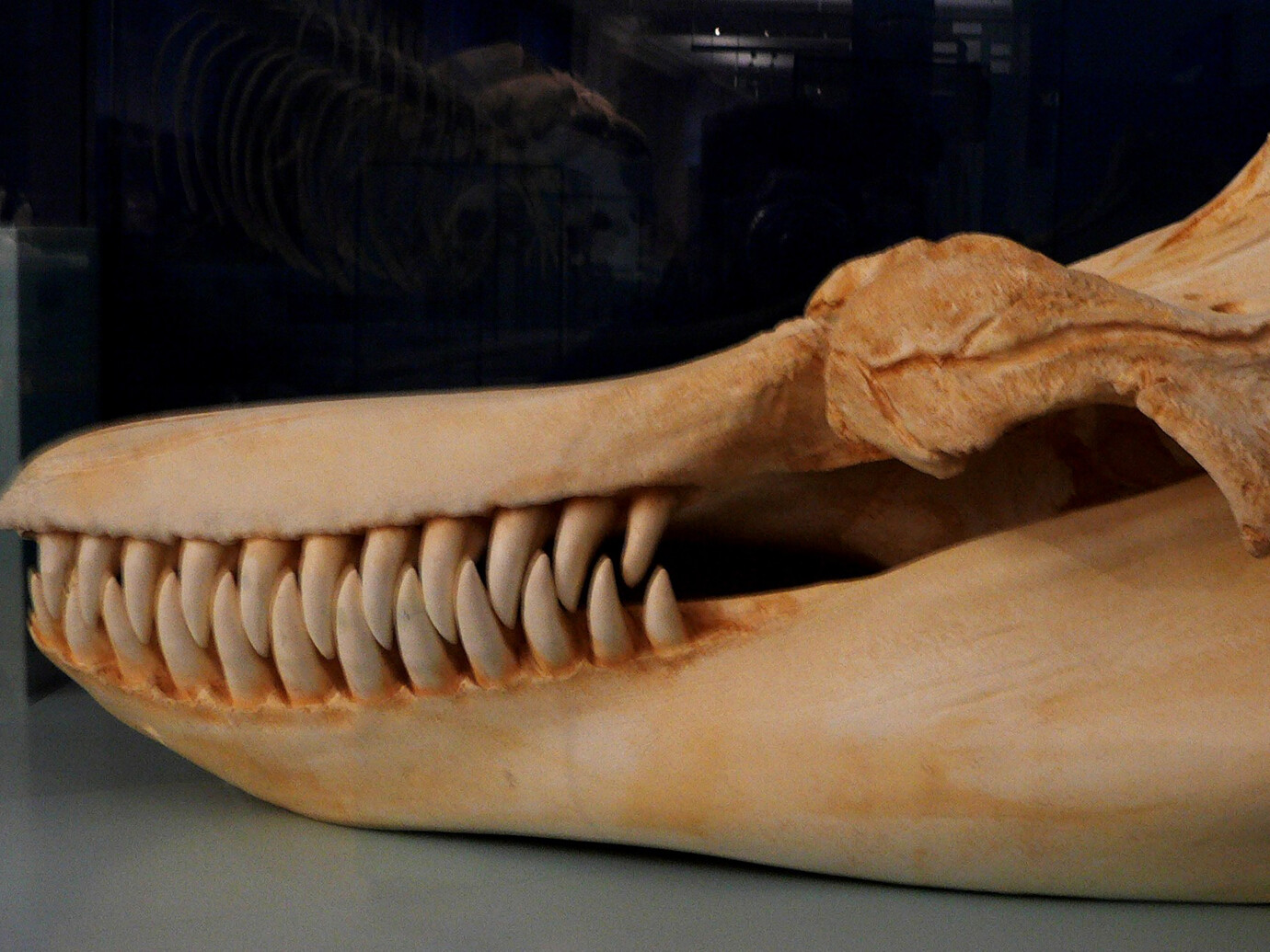 Le origini dei pesci | Meer