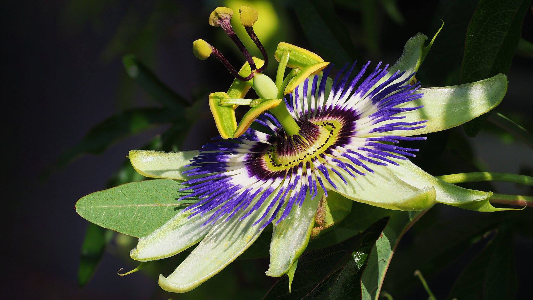 Flor del «mbarucuyá» | Meer