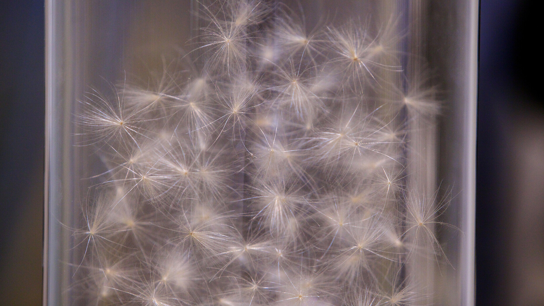 Rupert Ackroyd. Cathedral Blocks and Thistle Seeds | Meer