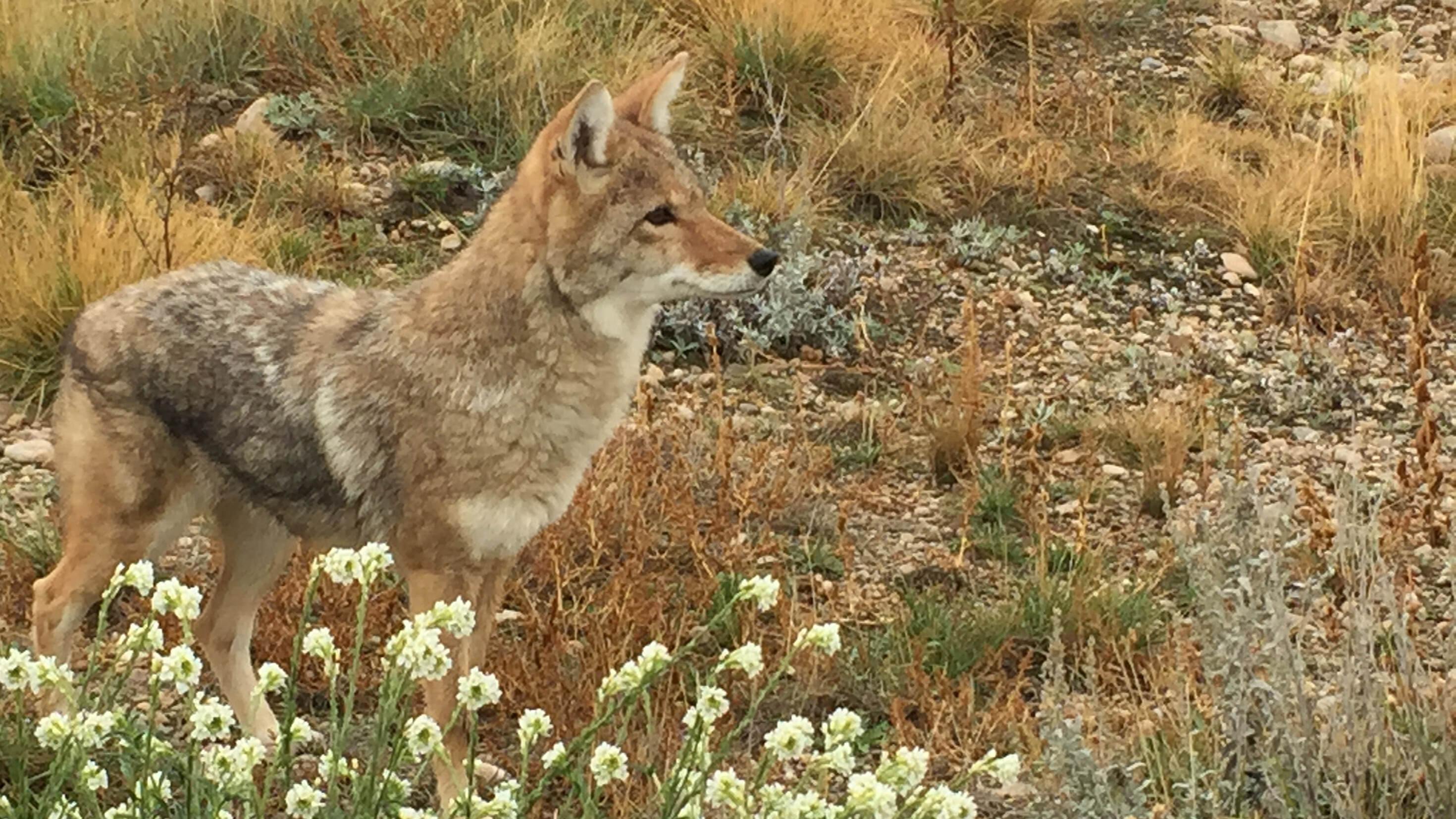 Faerytale: a delicate courageous being | Meer