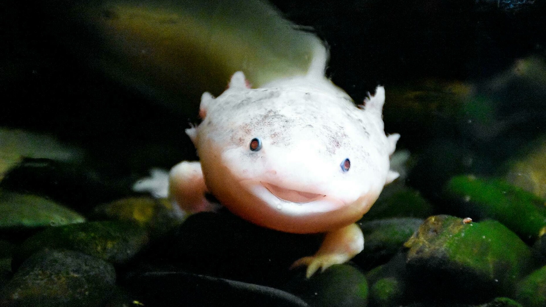 Potenziali farmaci dal muco dell’Axolotl | Meer