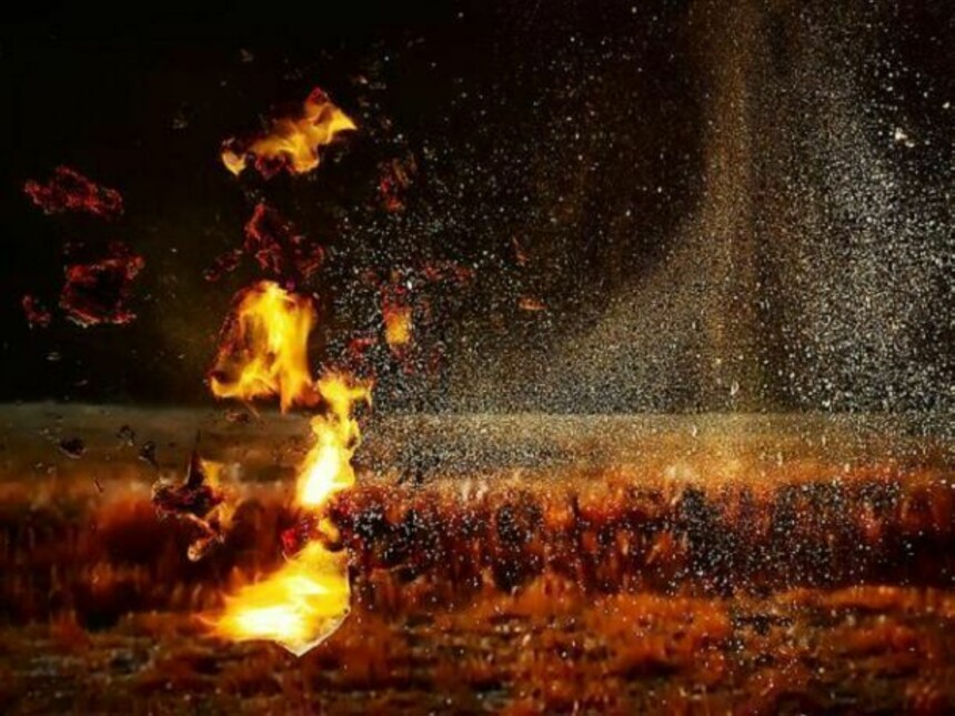 Stephanie Washburn. Walking Back The Cat | Meer