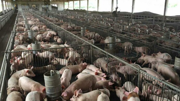 Il più grande allevamento intensivo in Cina | Meer