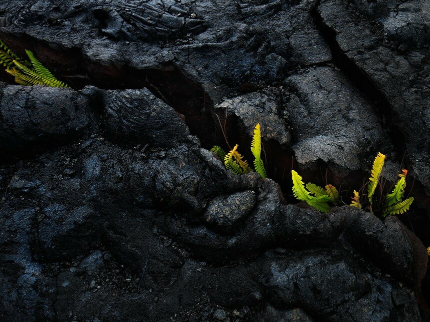 Living and dying with allegiance to nature | Meer