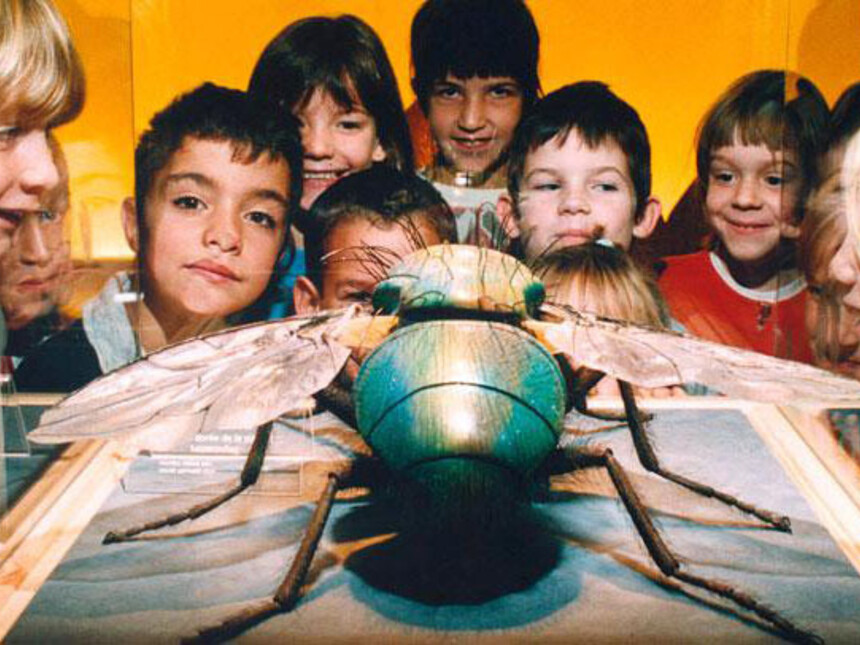 Virtual Insect Hall | Meer