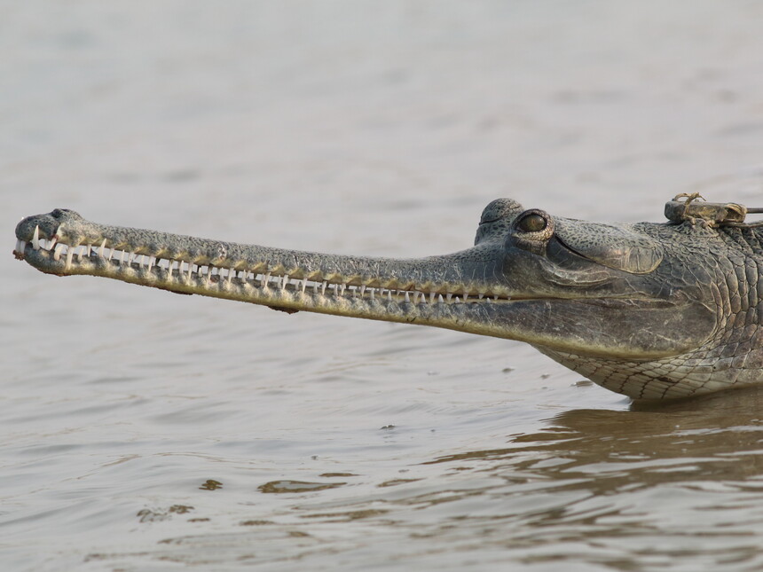 Studying Gharials with radio-tagging | Meer