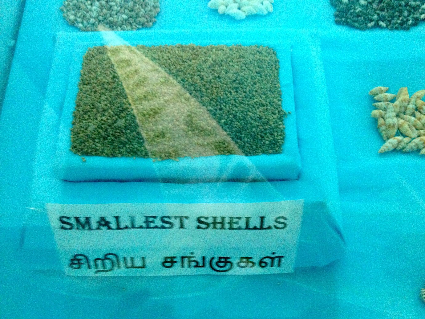 India Seashells Museum | Meer