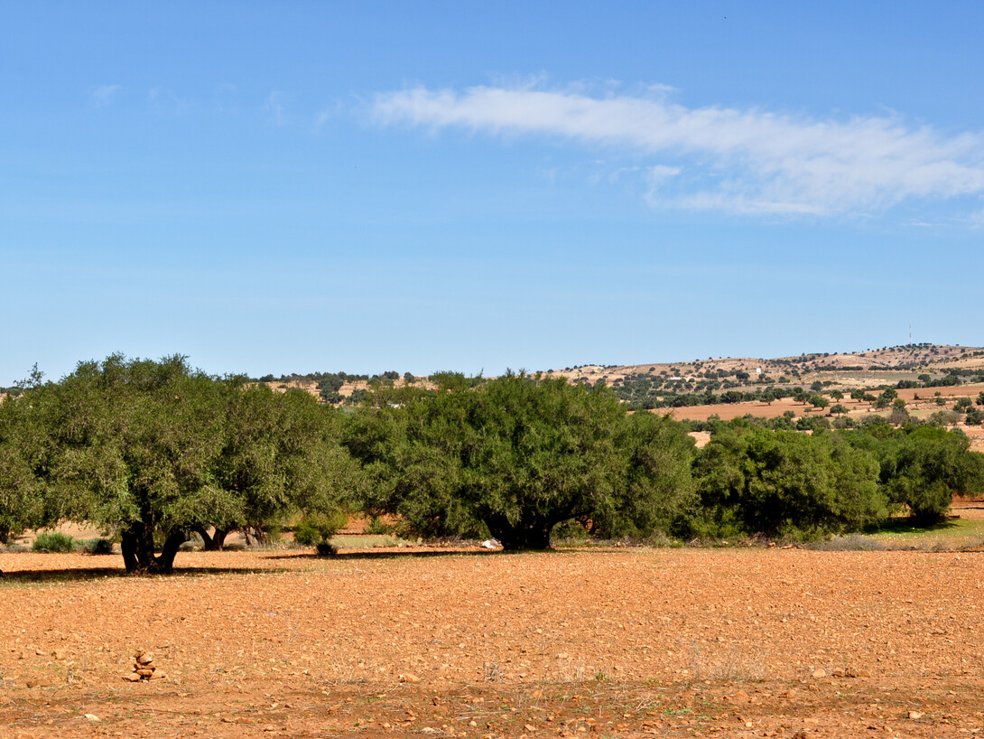 The Argan tree is the Moroccan tree of life | Meer