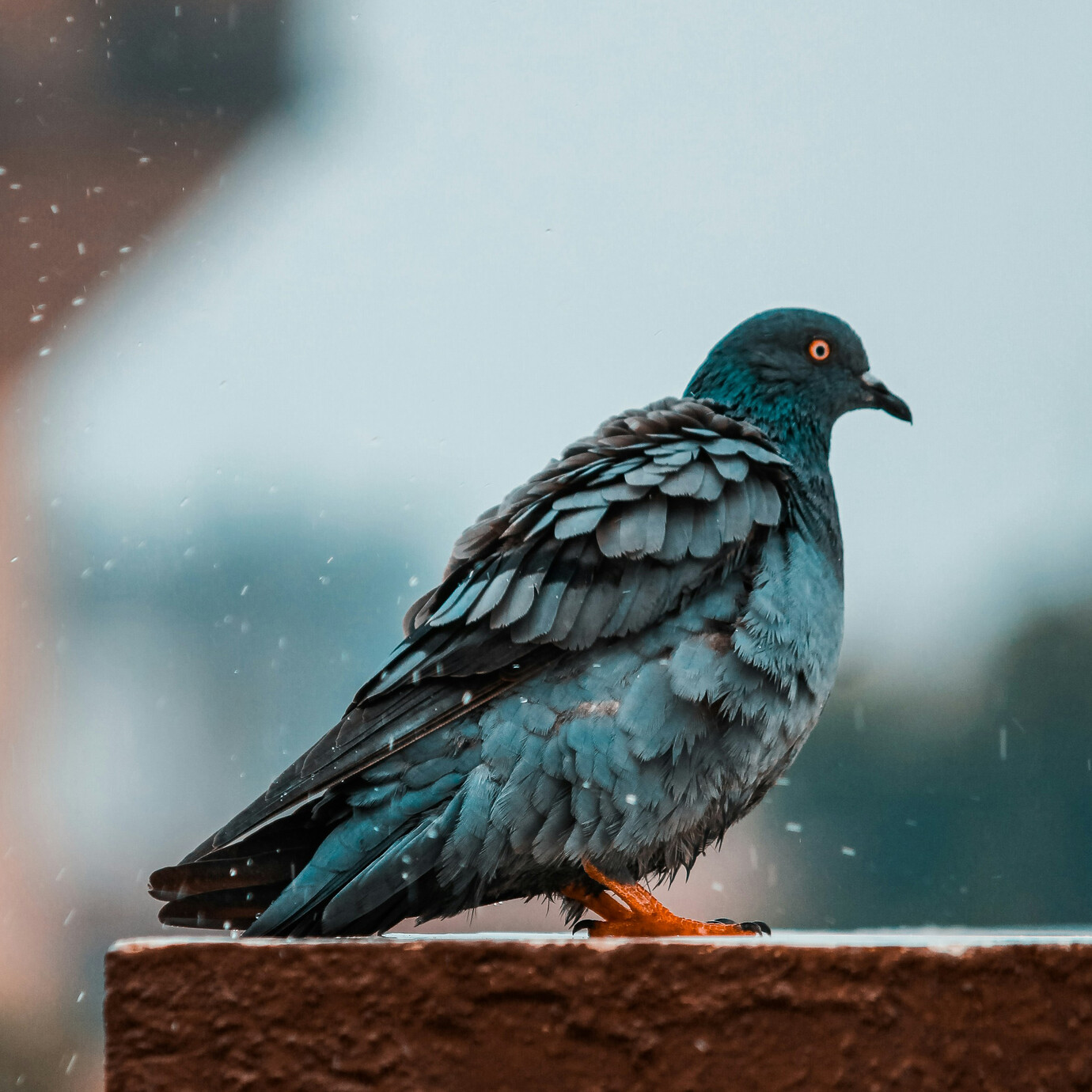 Health risks associated with pigeon droppings | Meer
