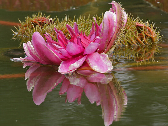 Victoria amazónica: sobrevivir año tras año, crecer | Meer