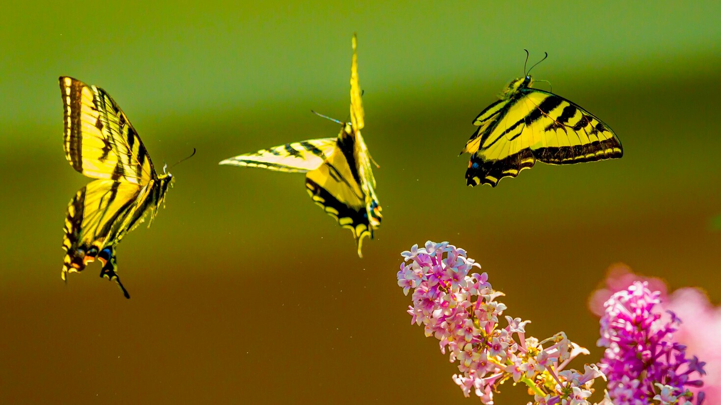 El vuelo de la mariposa | Meer
