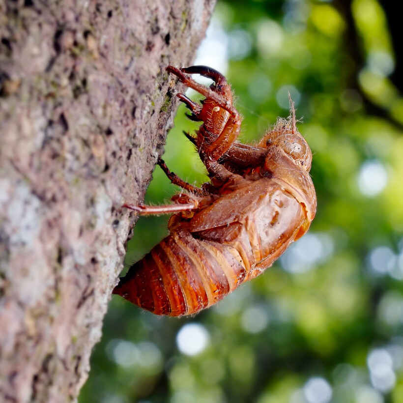 Tiempos de Chicharras | Meer