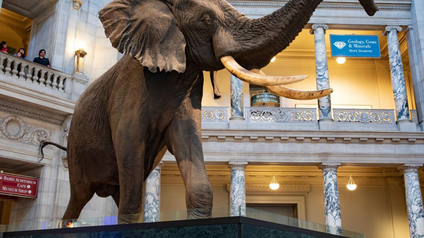 African Bush Elephant | Meer