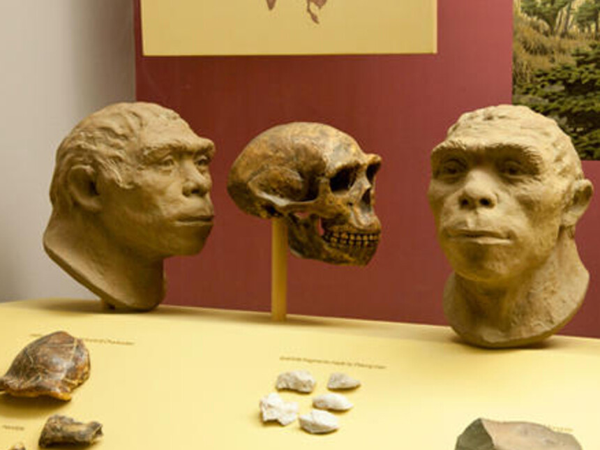 Spitzer Hall of Human Origins. Courtesy of American Museum of Natural ...