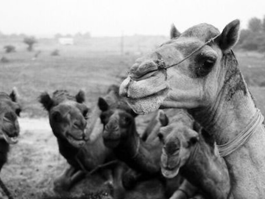 Camel: A Journey through Fragile Landscapes | Meer
