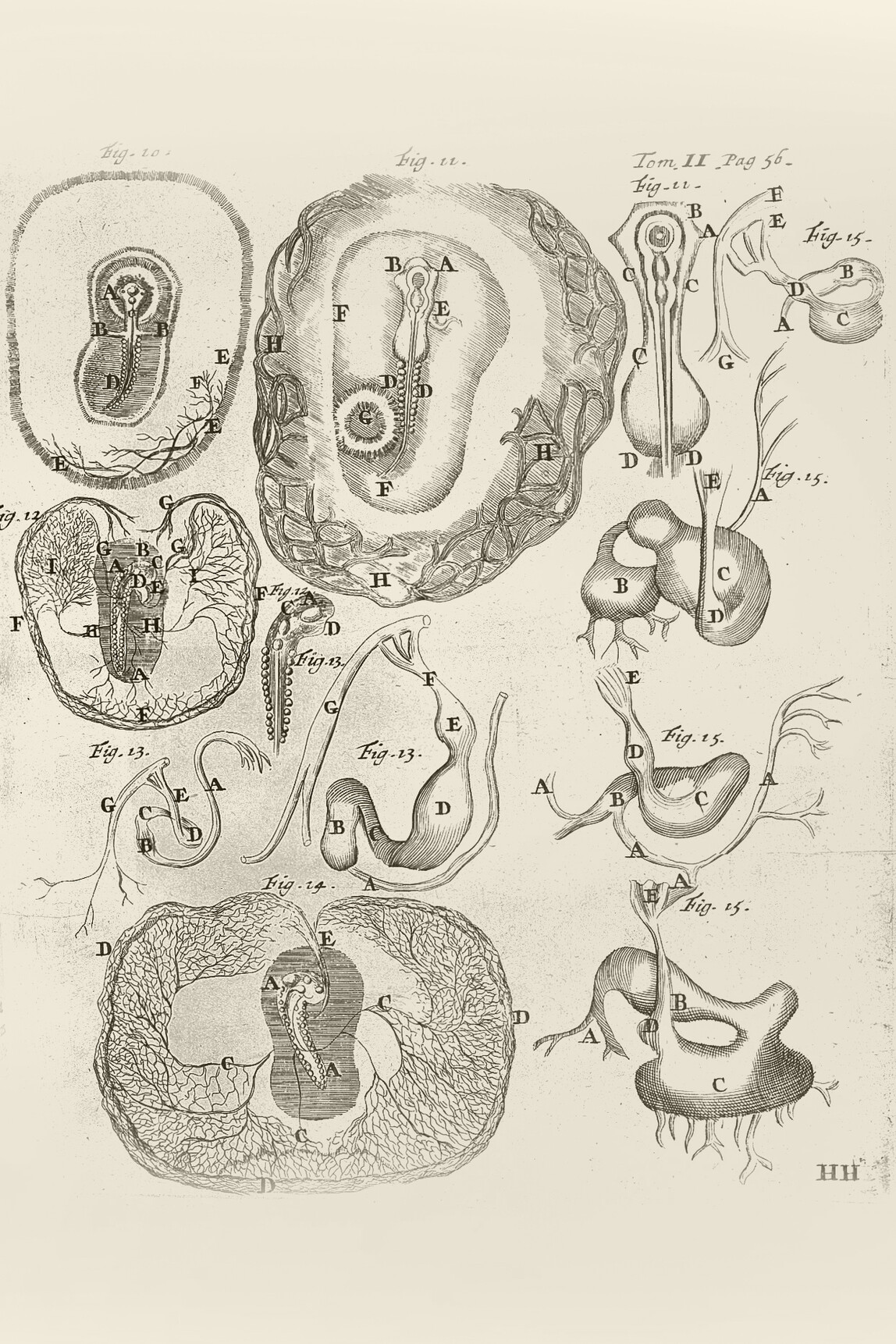 Marcello Malpighi | Meer