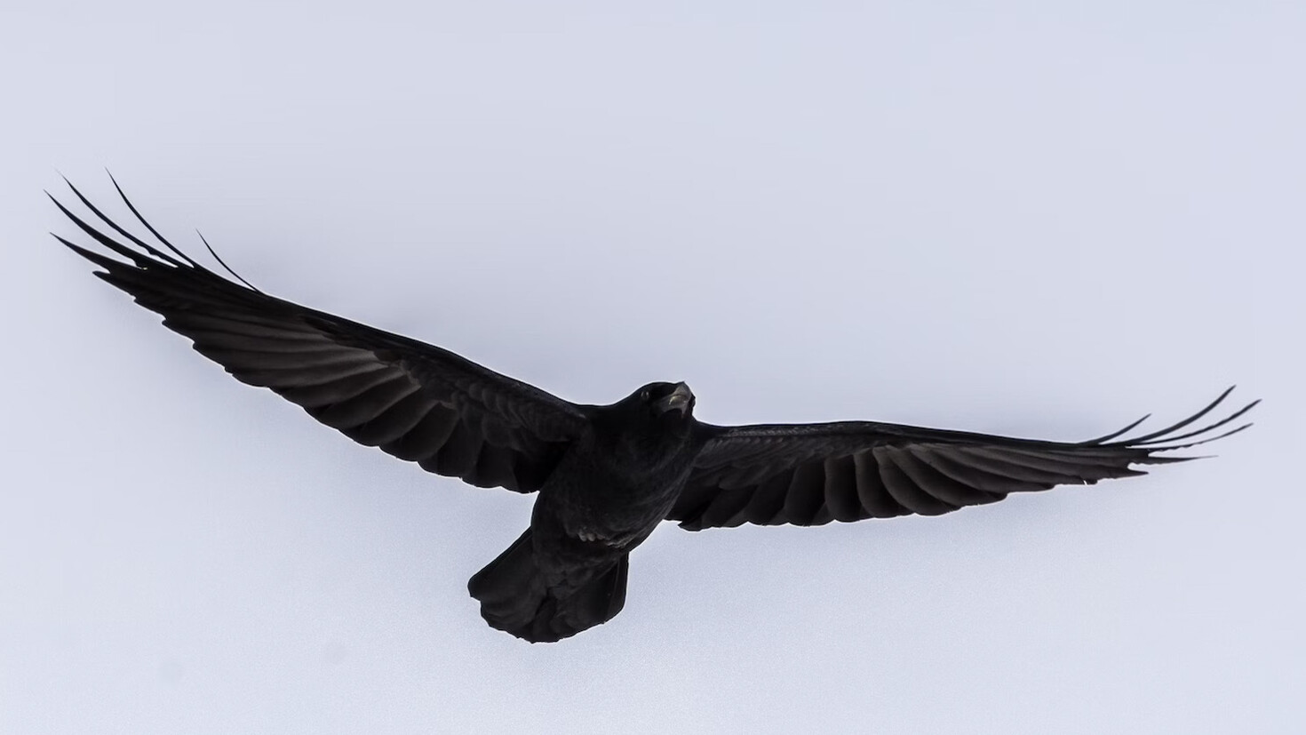 Corvus Imperator: la herencia de Augusto | Meer