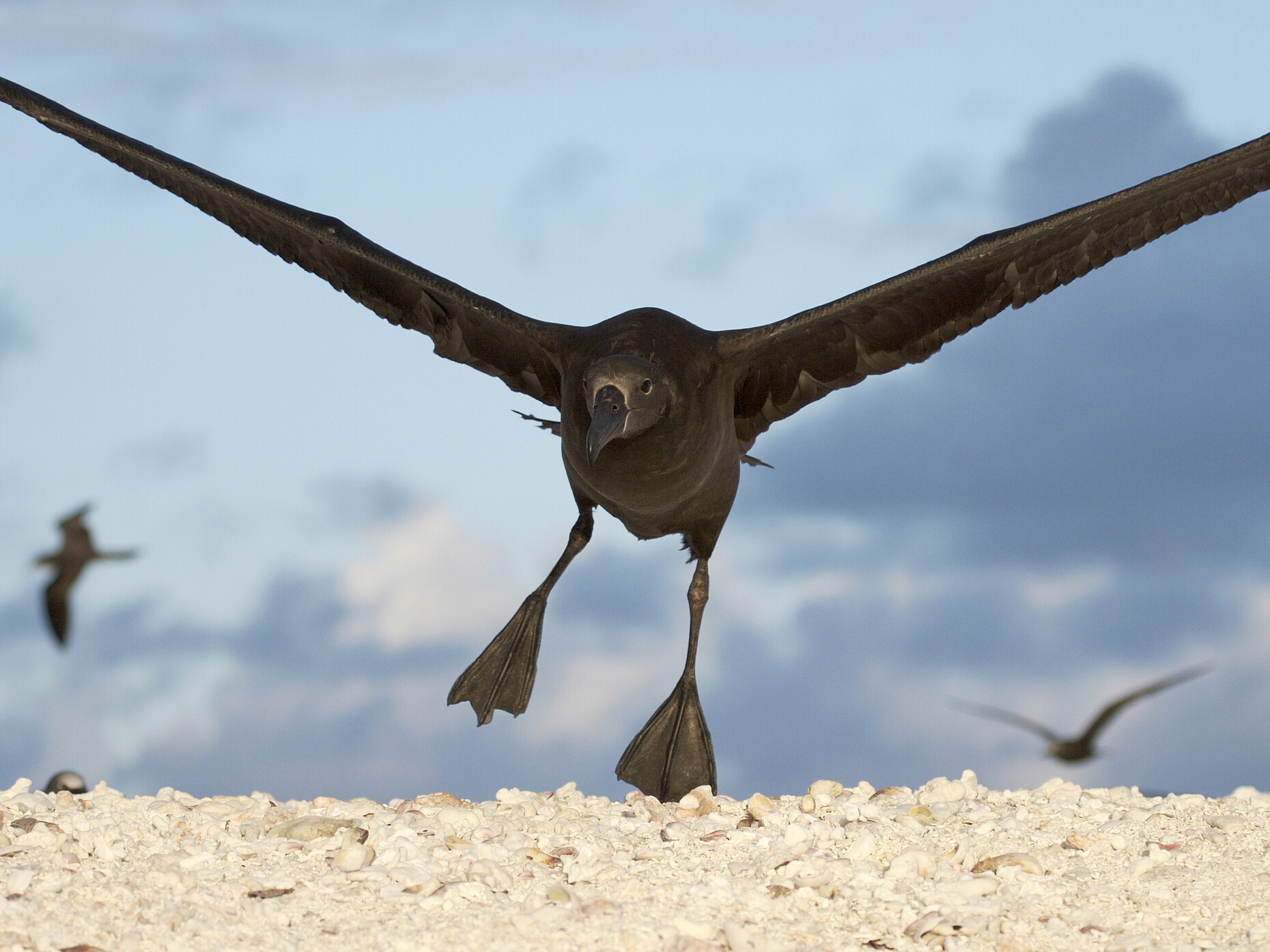 The Shark and the Albatross | Meer